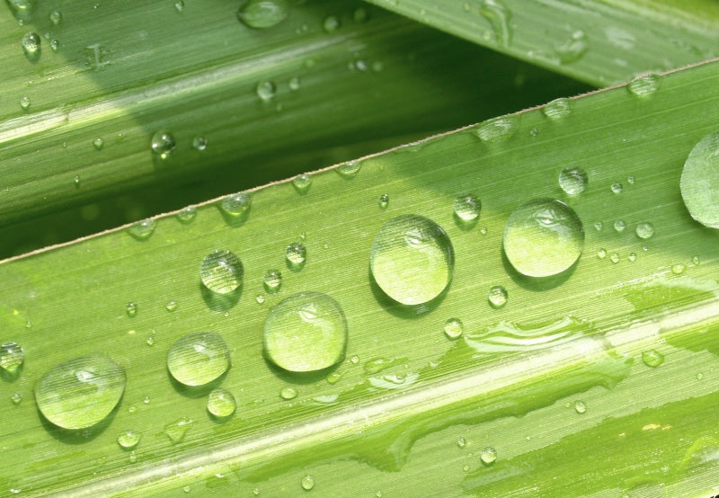 Adjuvants – B & D Chemical